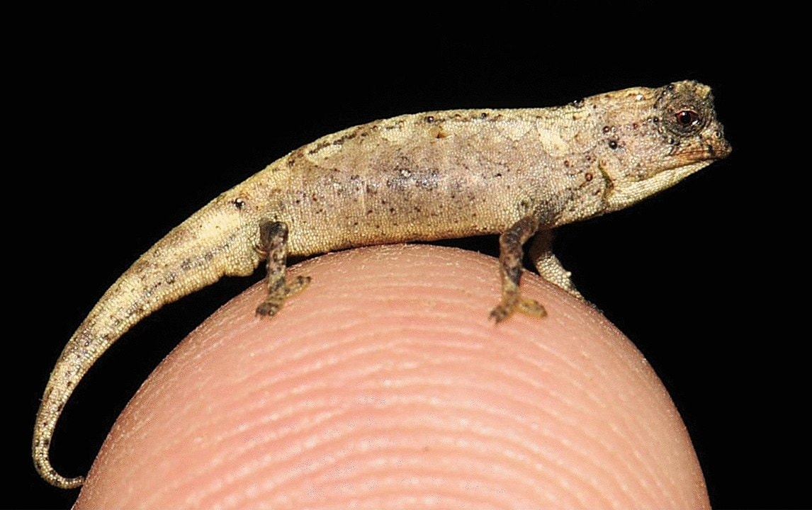 The 25 Most Amazing Types of Lizards (Names, Photos and More)