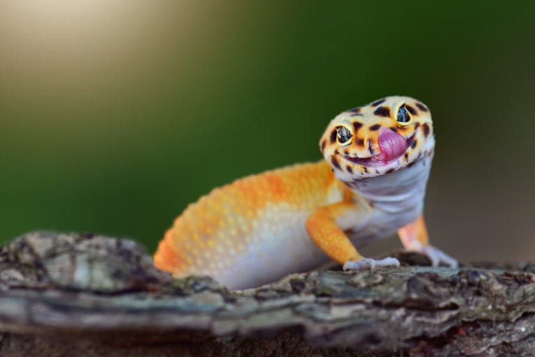 The 25 Most Amazing Types of Lizards (Names, Photos and More)
