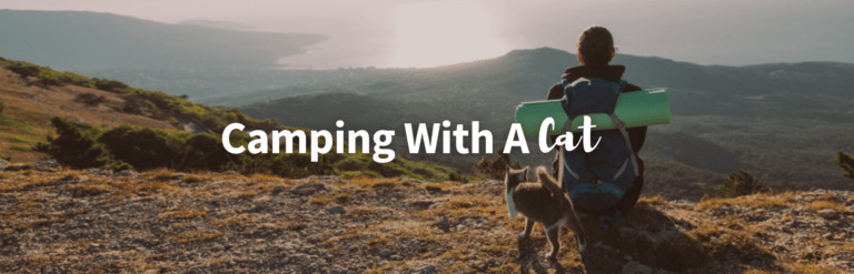 13 Tips for Camping With your Cat