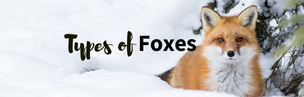 All The 23 Different Types of Foxes: Classification & Pics