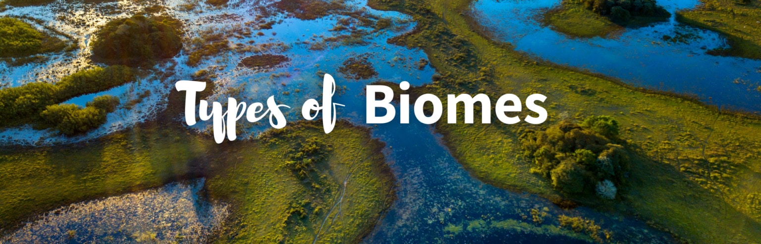 Unveiling Earth's Wonders: 26 Types of Biomes Explored