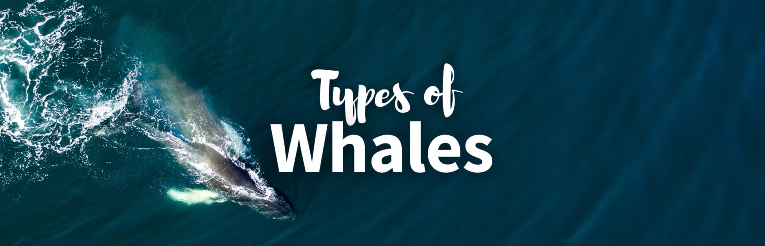 All 21 Different Types of Whales: Guide, Pictures And Classification