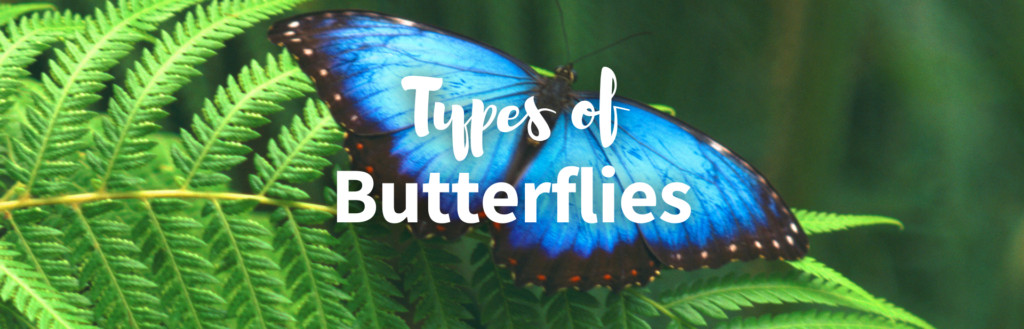 29 Different Types of Butterflies - Pictures, Chart, Facts and Guide