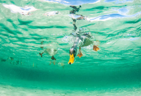 30 Different Types of Ducks (Pics, Facts & Chart)