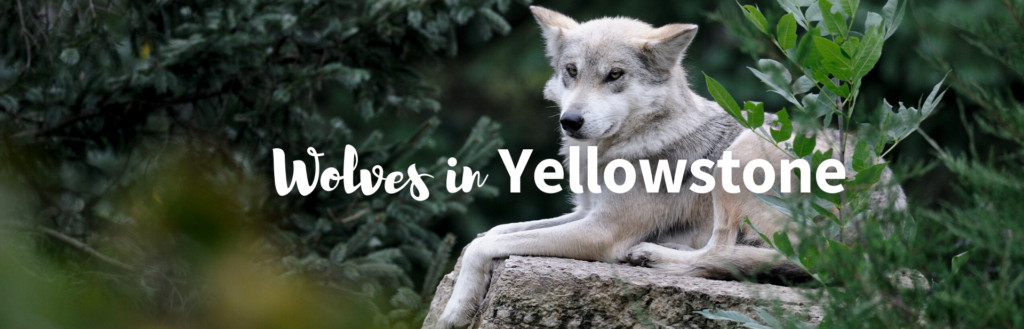 The Wolves in Yellowstone: A Classic Conservation Story