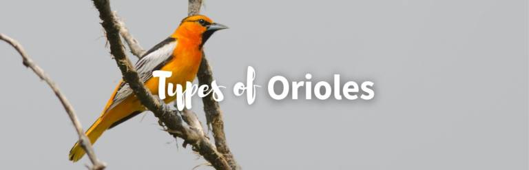 9 Types of Orioles in North America: ID Guide with Facts, Chart and ...