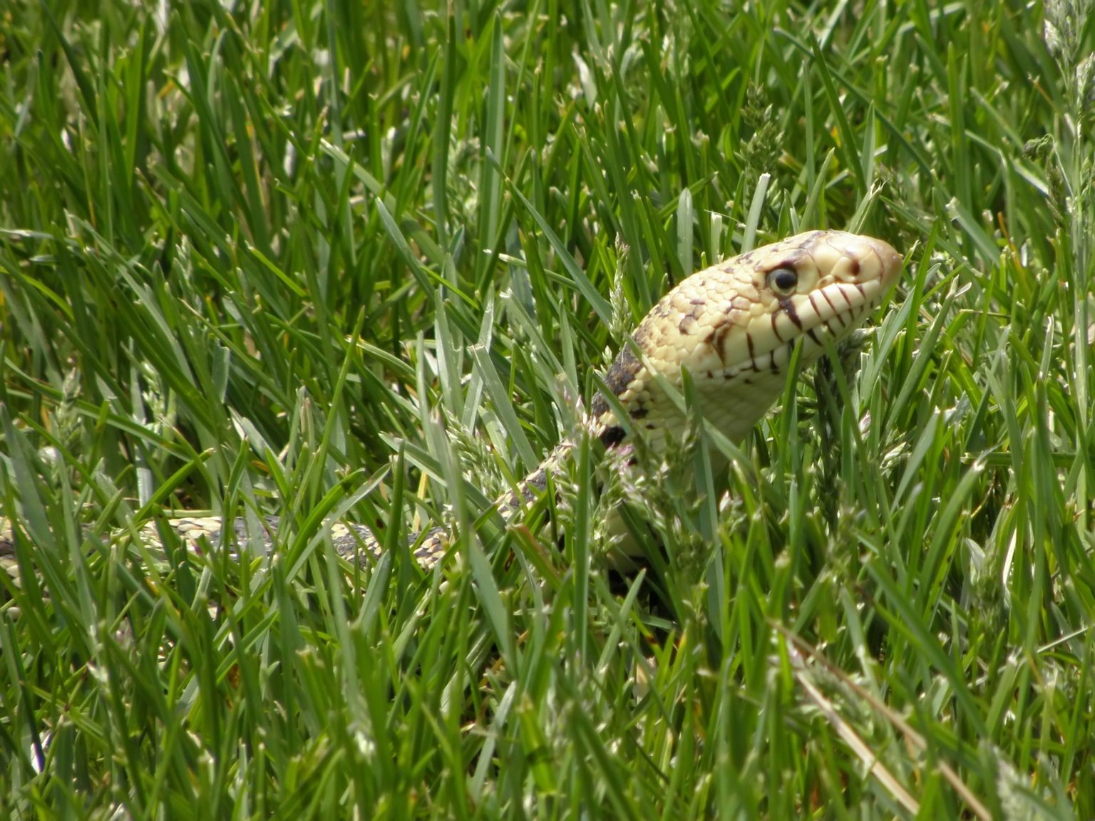 28 Snakes in Colorado: All You Need to Know (Pics & ID Guide)