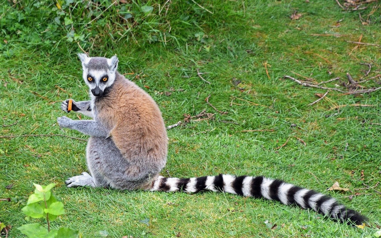 Top 21 Animals With Long Tails Across the World