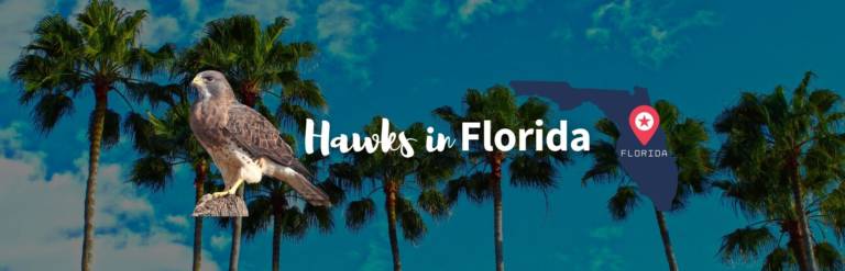 The 13 Species of Hawks in Florida (Chart and Pictures)