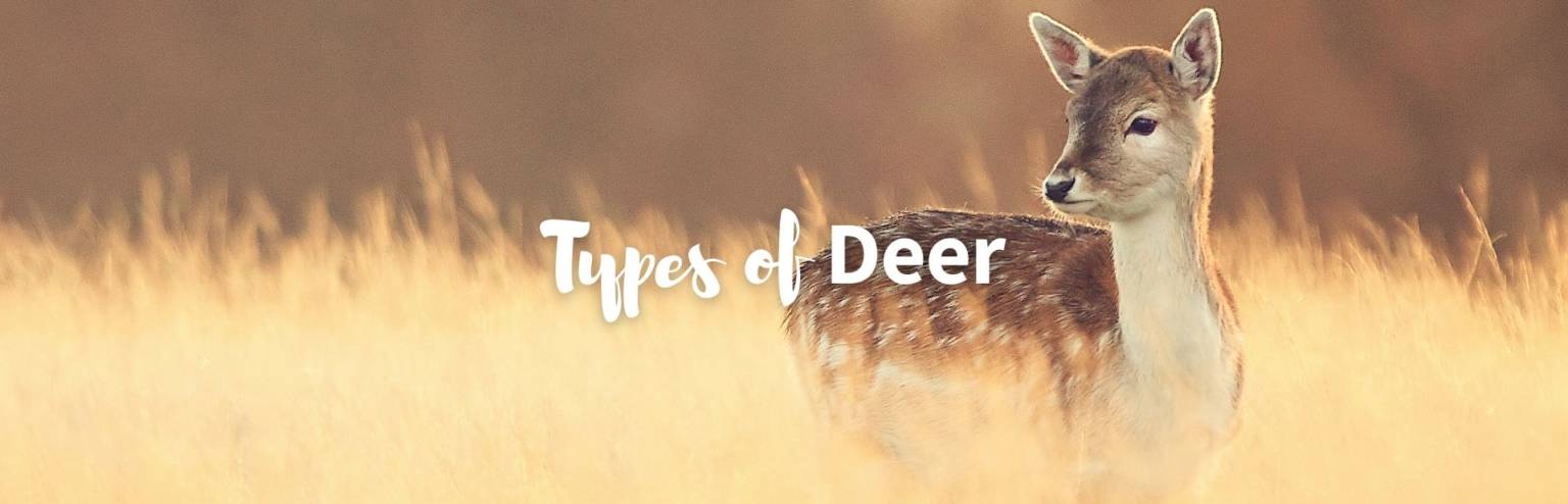 10 Fascinating Types of Deer: ID Guide with Photos & Facts