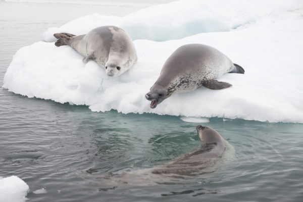 9 Fascinating Arctic Animals: Nature's Extreme Survivors