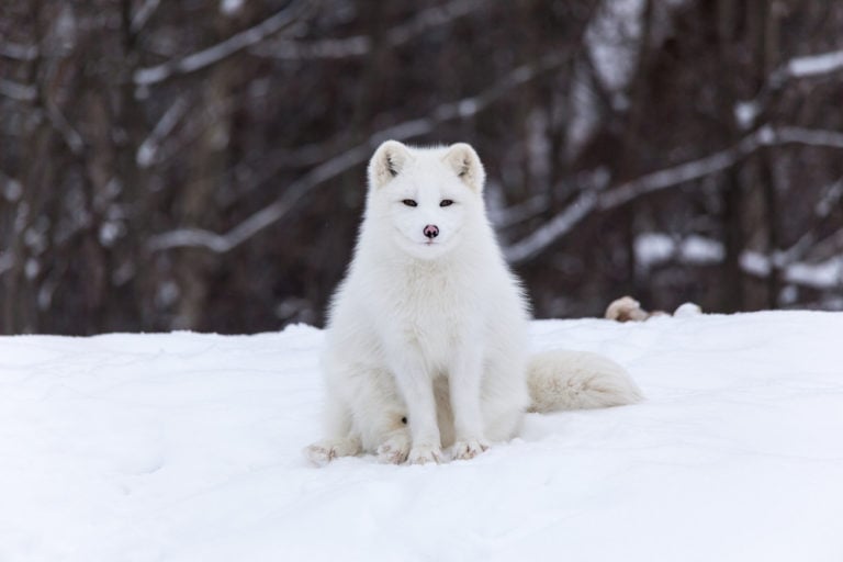 9 Fascinating Arctic Animals: Nature's Extreme Survivors