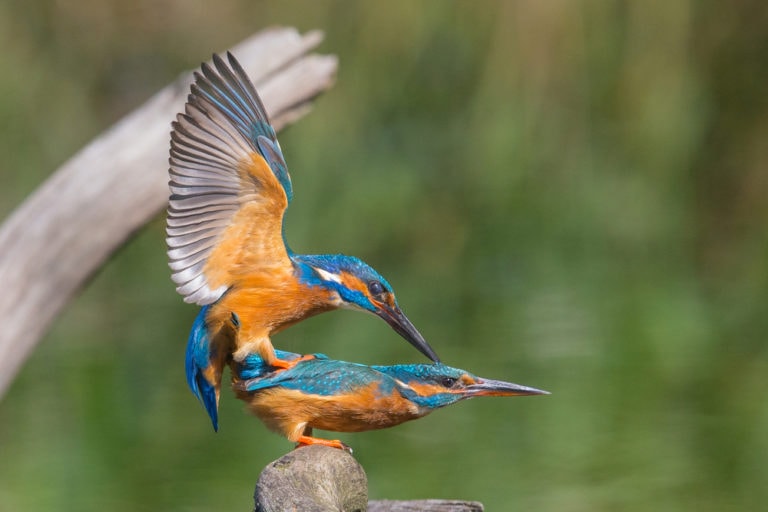 How Do Birds Mate? The Intriguing Truth of Bird Reproduction