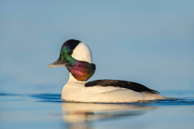 The Fascinating Life of Bufflehead Ducks: A Closer Look