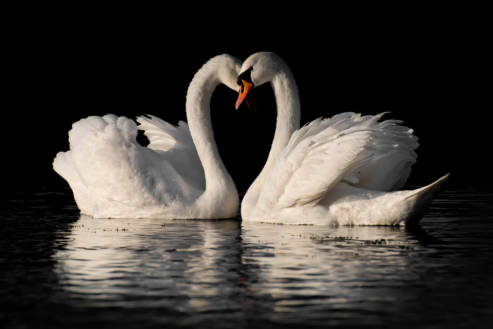 Discover the 8 Beautiful Types of Swans: An In-Depth Guide