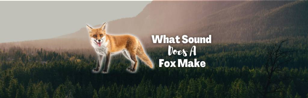 What Sound Does a Fox Make? Unveiling The Truth