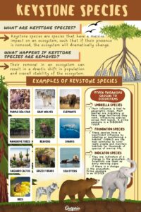 10 Keystone Species Examples and the Important Role they Play in Every ...