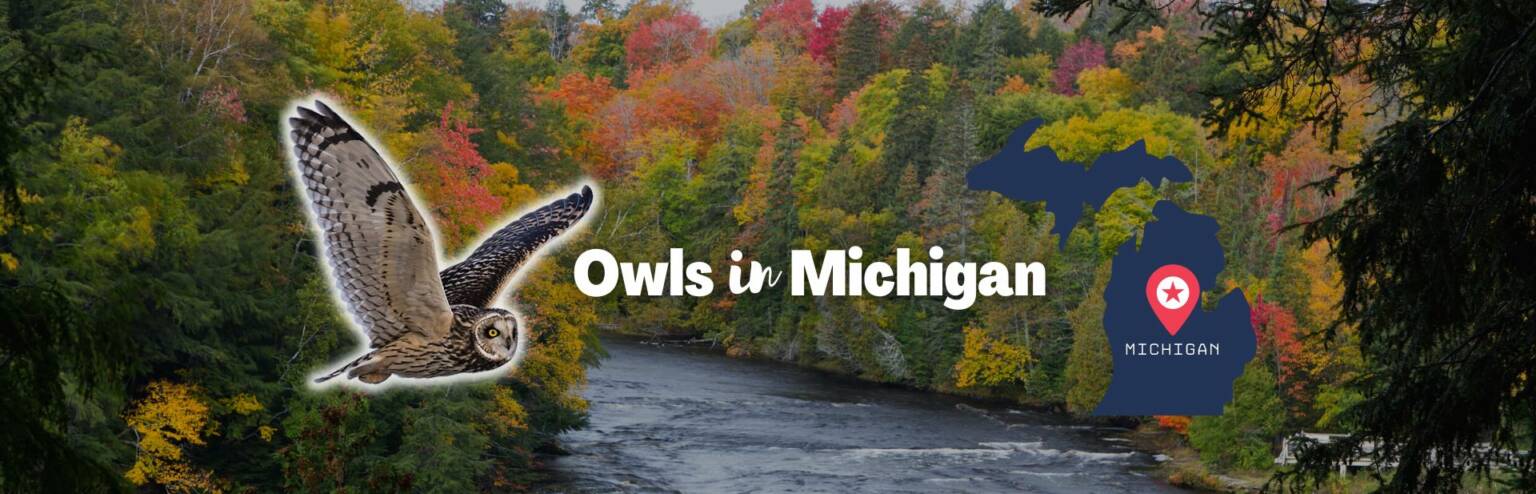 Michigan's 11 Amazing Owls: How to Find & Identify Them