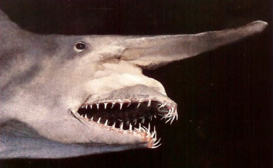 Goblin Sharks: Secrets of The Depths' Most Bizarre Predators