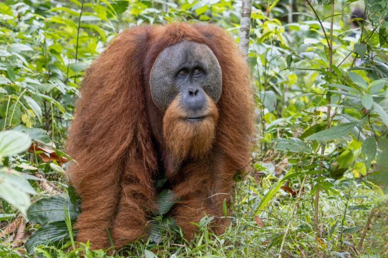 Discover The Tapanuli Orangutan and Their Fight for Survival