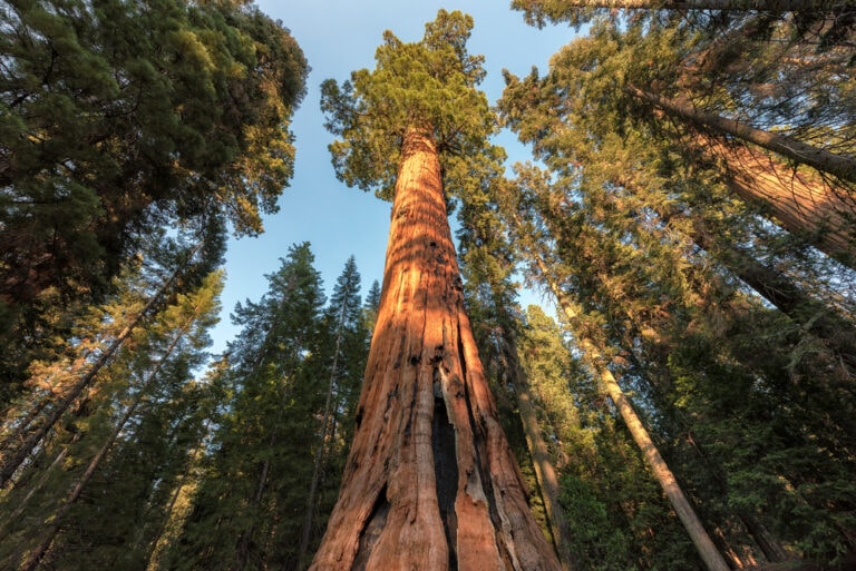 Ancient Trees: Living Relics of Our Natural History Explored