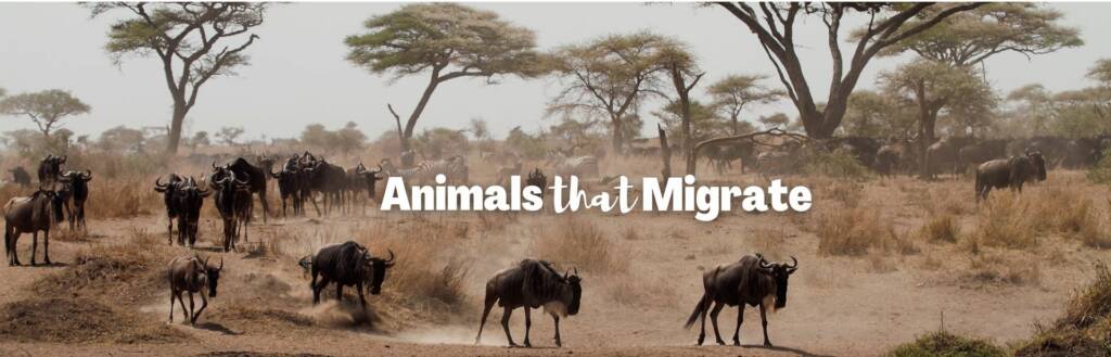 24 Animals That Migrate: Nature's Great Trek