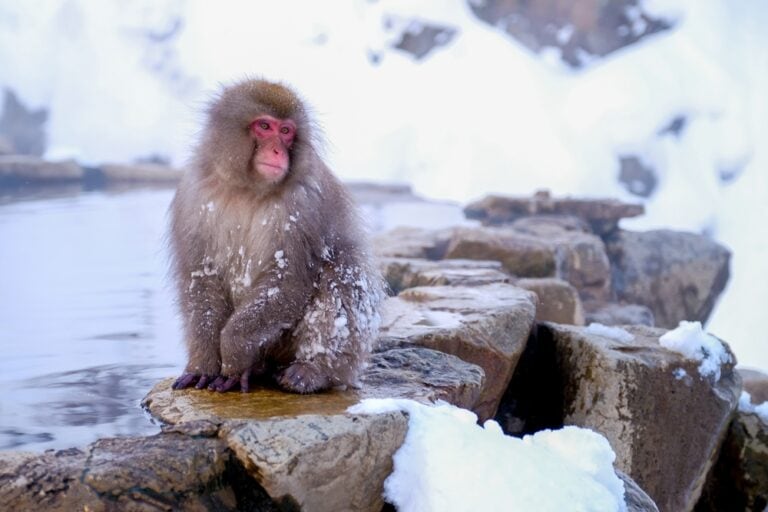 Snow Monkey: The Beloved Primates of Japan’s Hot Springs